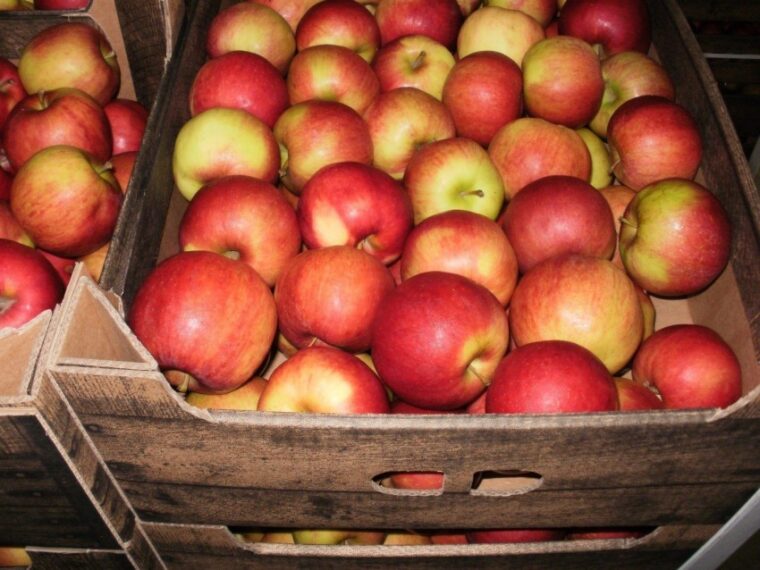Apple harvest in Russia may reach 1.5 million tons in 2021 • EastFruit