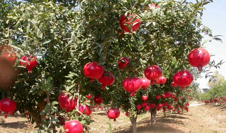 Pomegranate - a new strategic fruit for Uzbekistan • EastFruit