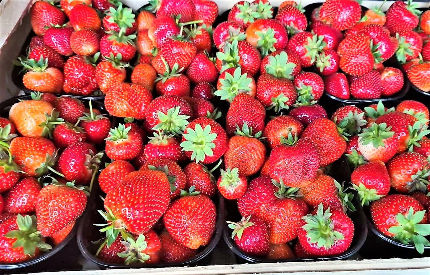 Moldovan strawberry growers hope for the domestic market and exports to ...