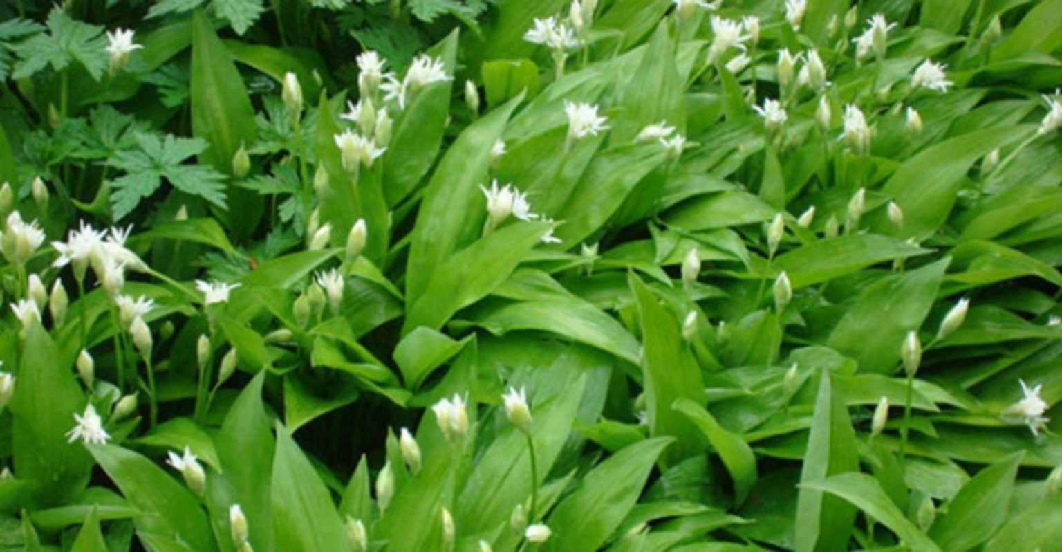 Ramsons, a profitable superfood: health benefits, production ...