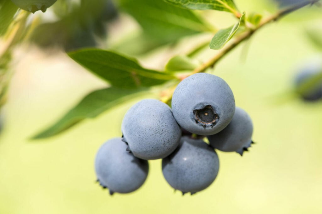 Russian growers have delivered the first batches of blueberries • EastFruit