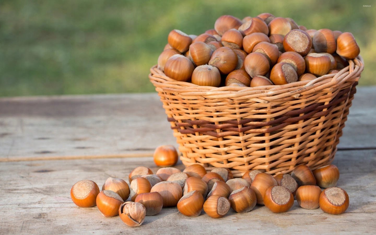 Uncertainty in the hazelnut sector in Georgia • EastFruit