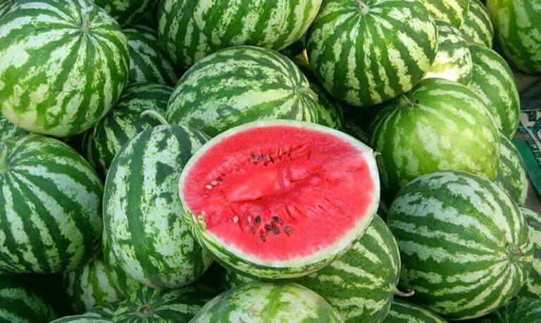 Watermelon exports continue to break records in Uzbekistan • EastFruit