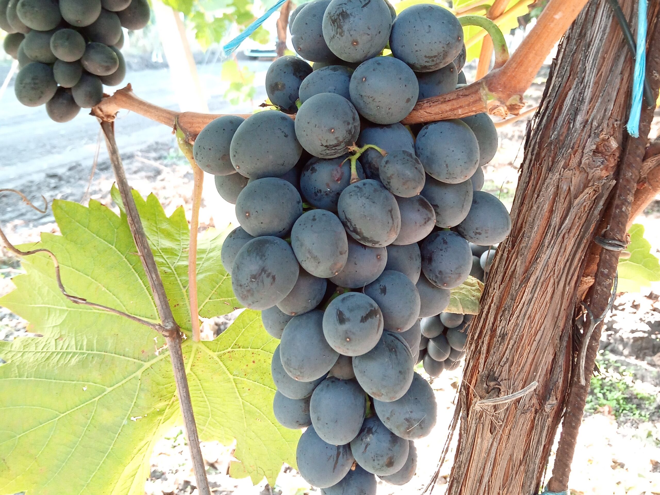 Moldova boosts table grape exports in 2023, reaches new markets • EastFruit
