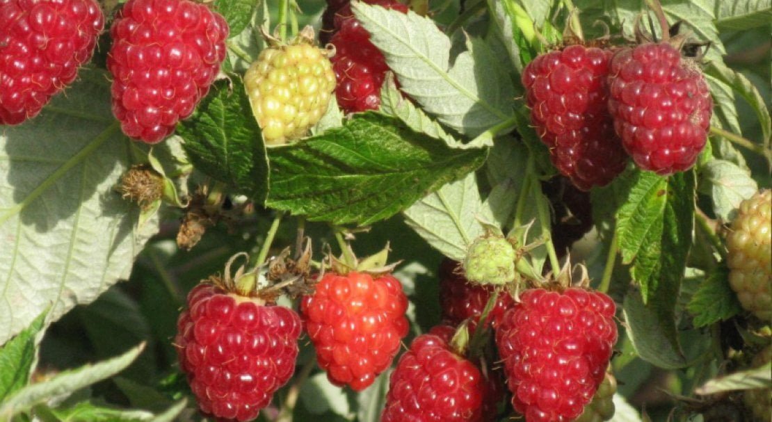 Raspberries in Tajikistan are going to be ready for picking soon ...