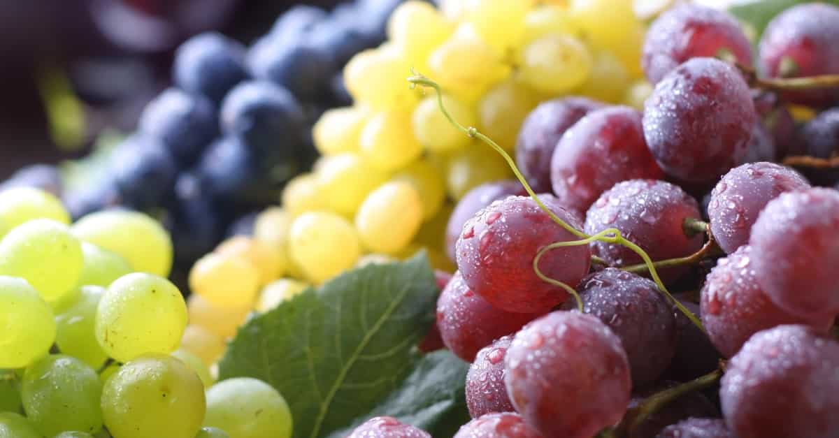 Turns out Georgia does love table grapes • EastFruit