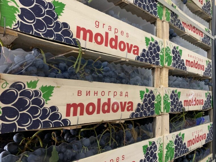 Moldovan grapes are becoming increasingly demanded in Saudi Arabia ...