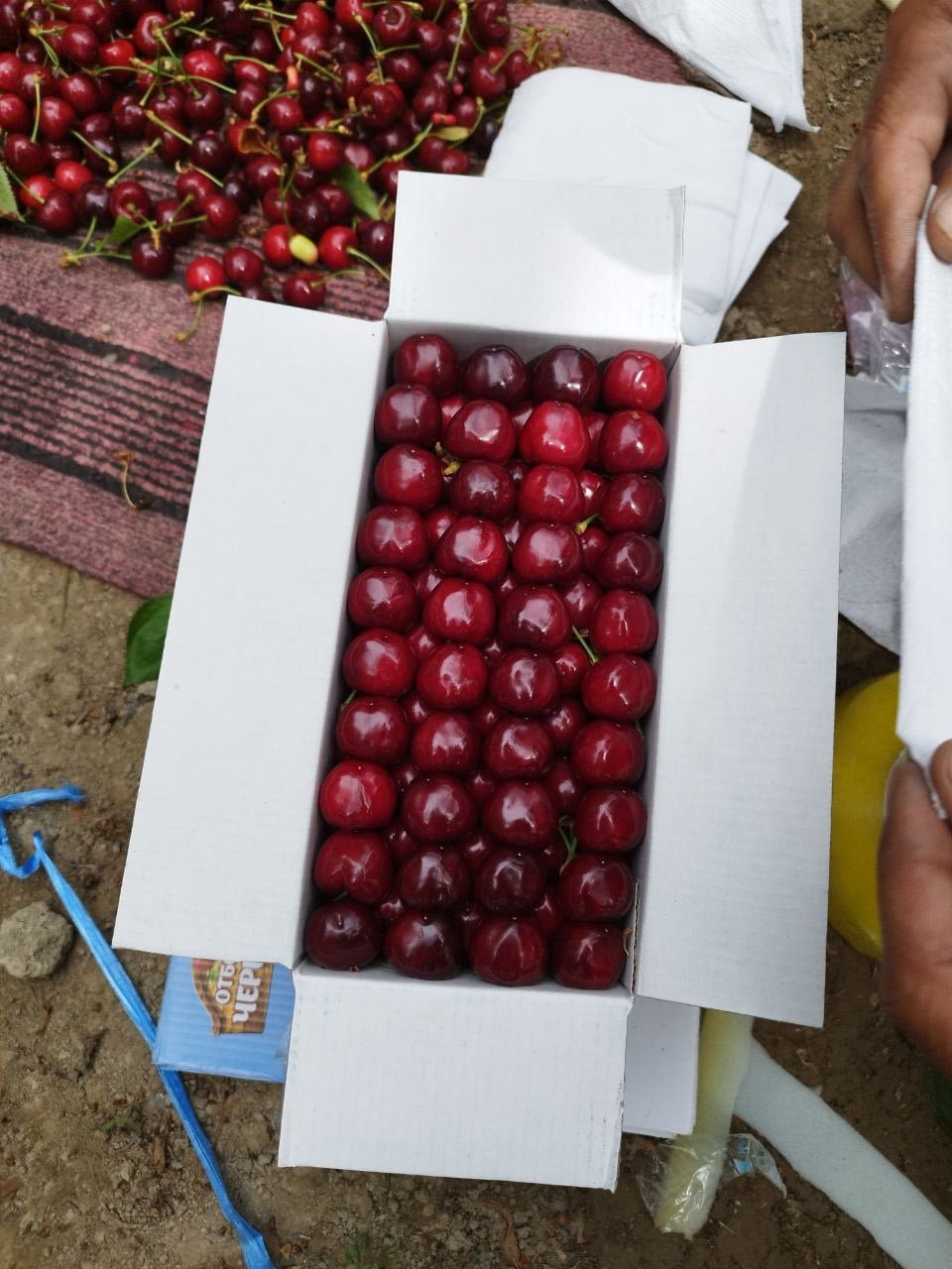 Cherry export season started in Uzbekistan (photo) • EastFruit