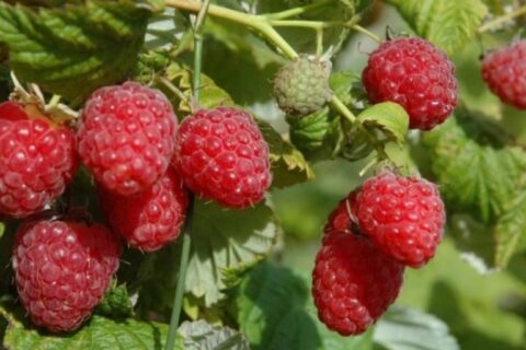 Morocco's Citrus Industry: A Global Powerhouse Fueling Markets with ...