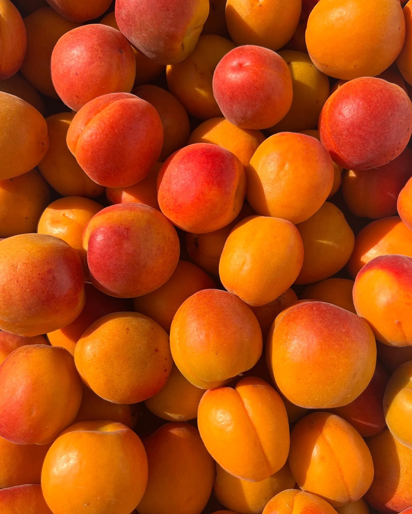 Italian apricots available for one more month • EastFruit
