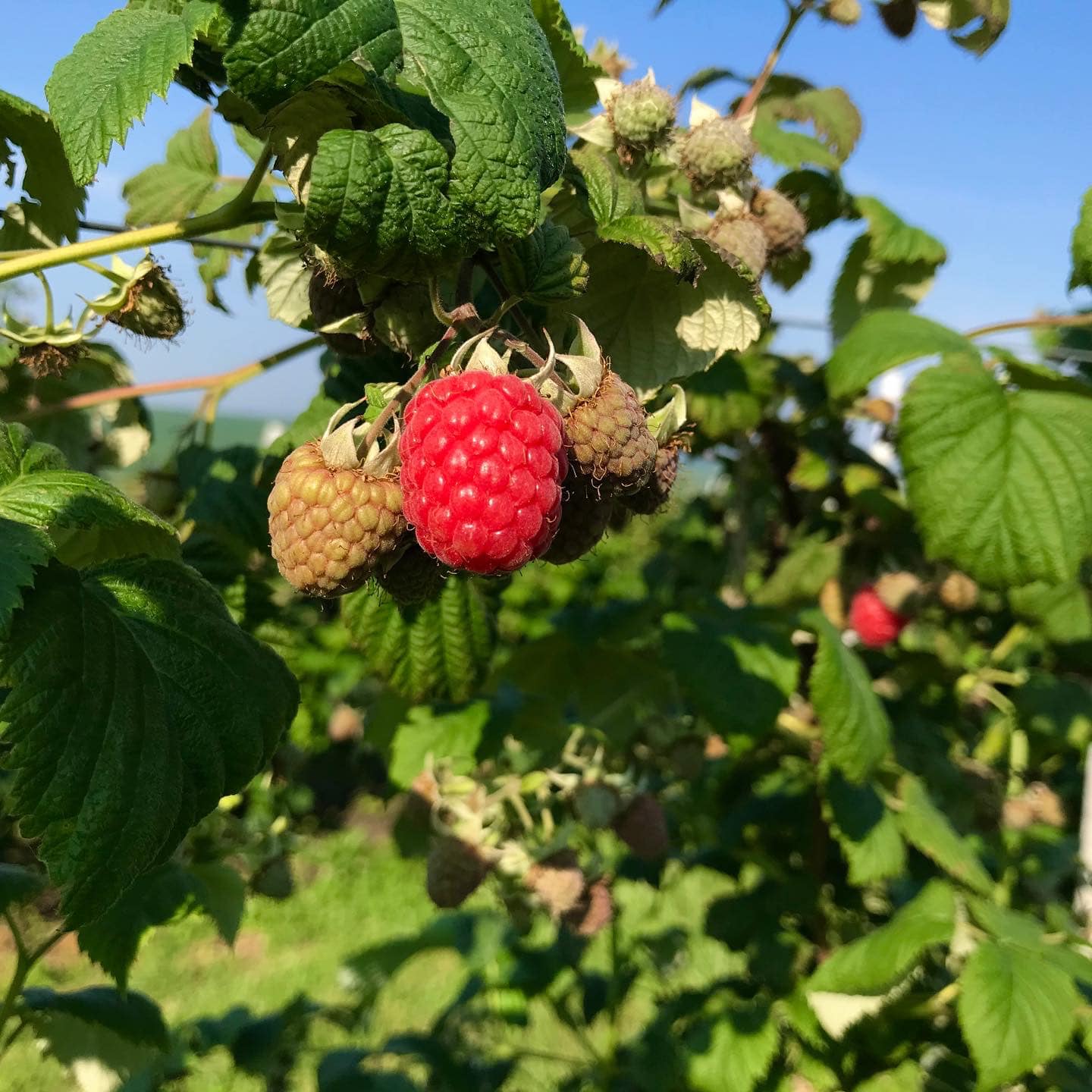 Фермерське господарство зі Львівської області (Україна) налагодило ...