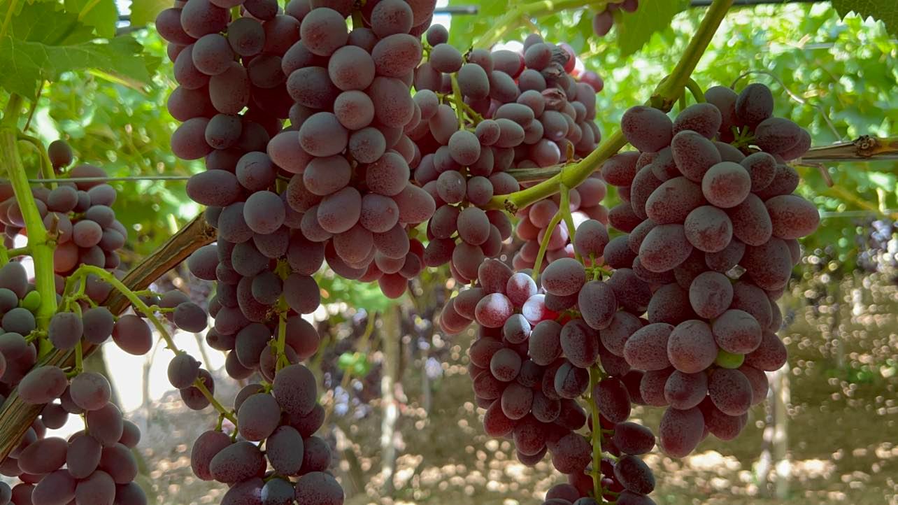 South Africa – one of the most unexpected diversifications of Egyptian ...