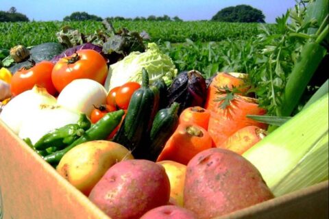 Dovcha and gura: mysterious yet well-known early fruit from Central ...