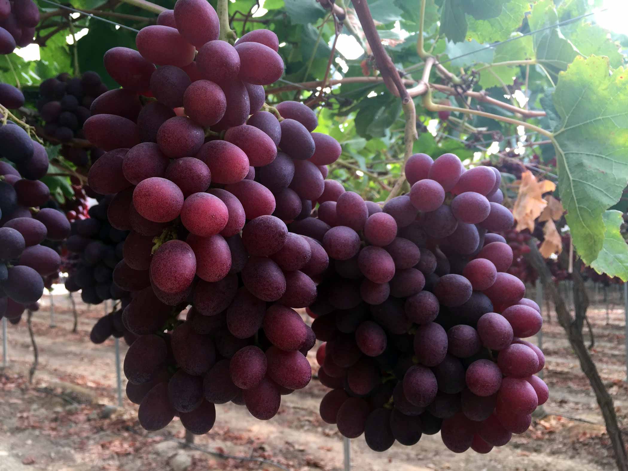 Egypt sets new record for grape exports to EU this year • EastFruit