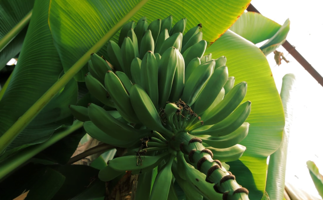 Disease-resistant banana could be Costa Rica's first GM product • EastFruit