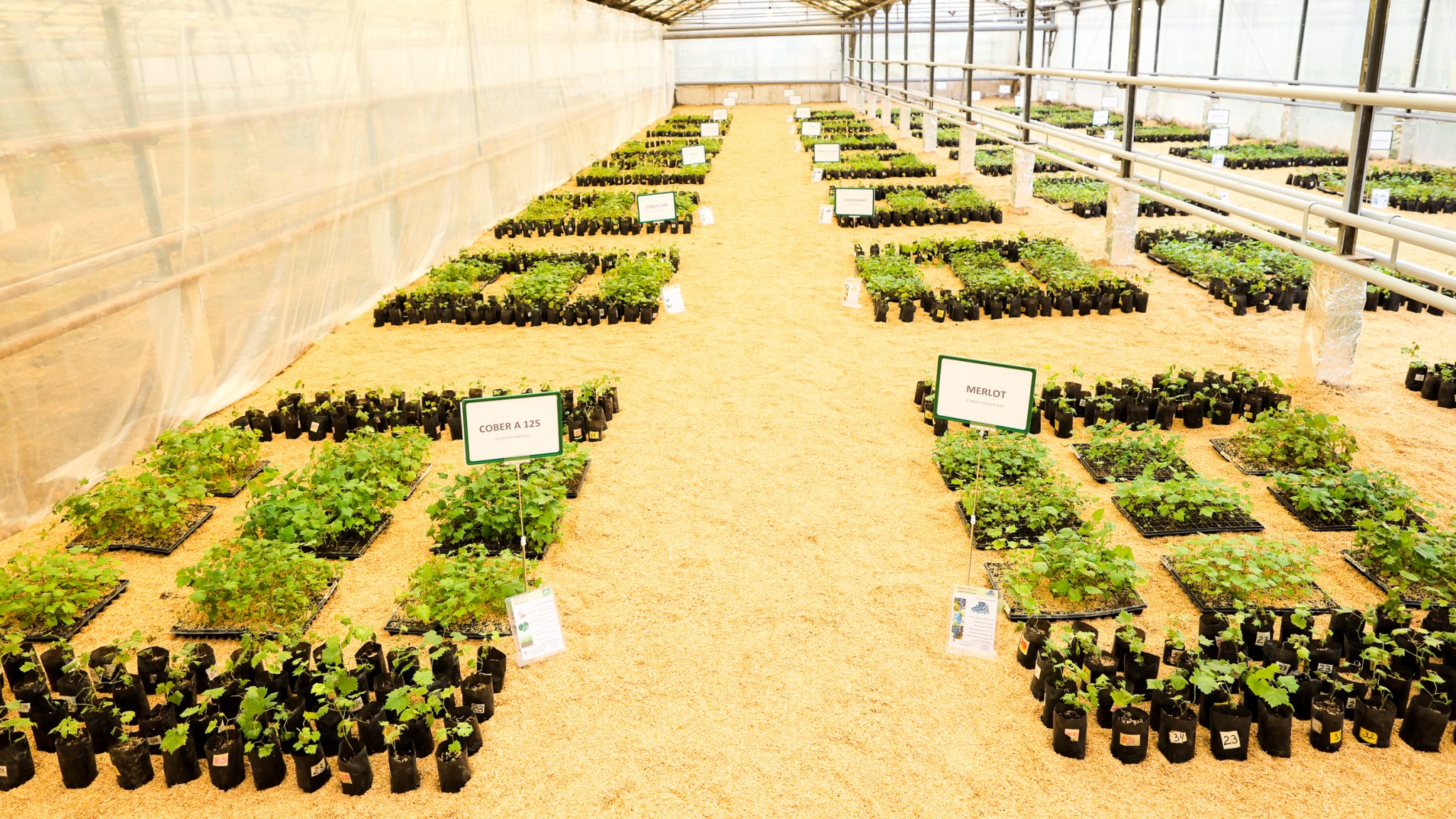 Seedless varieties of table grapes are being prepared for planting in ...