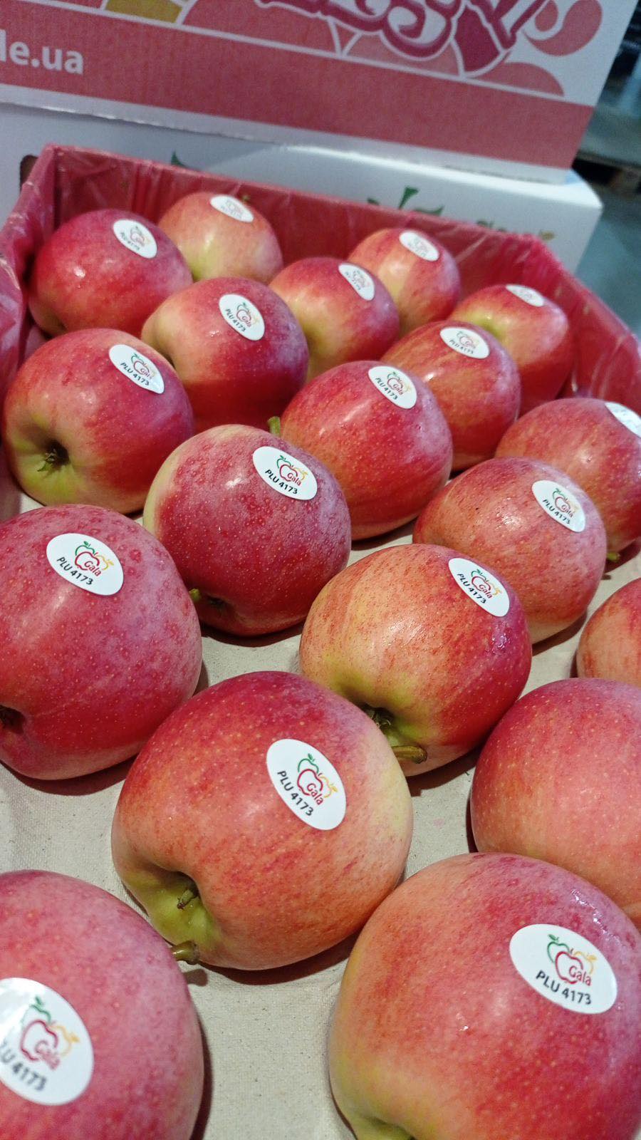 Unstoppable! Ukraine continues opening new markets for apples in Africa ...