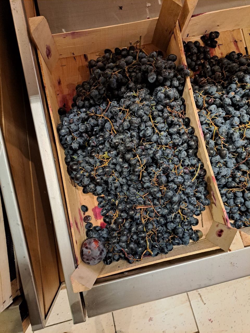 Wholesale prices for "Moldova" grapes of 2022 harvest are unlikely to ...