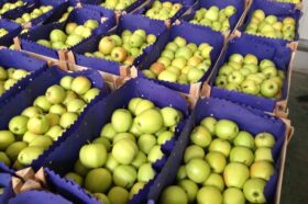 Top 20 Largest Fruit Importers and Key Global Import Trends – EastFruit ...