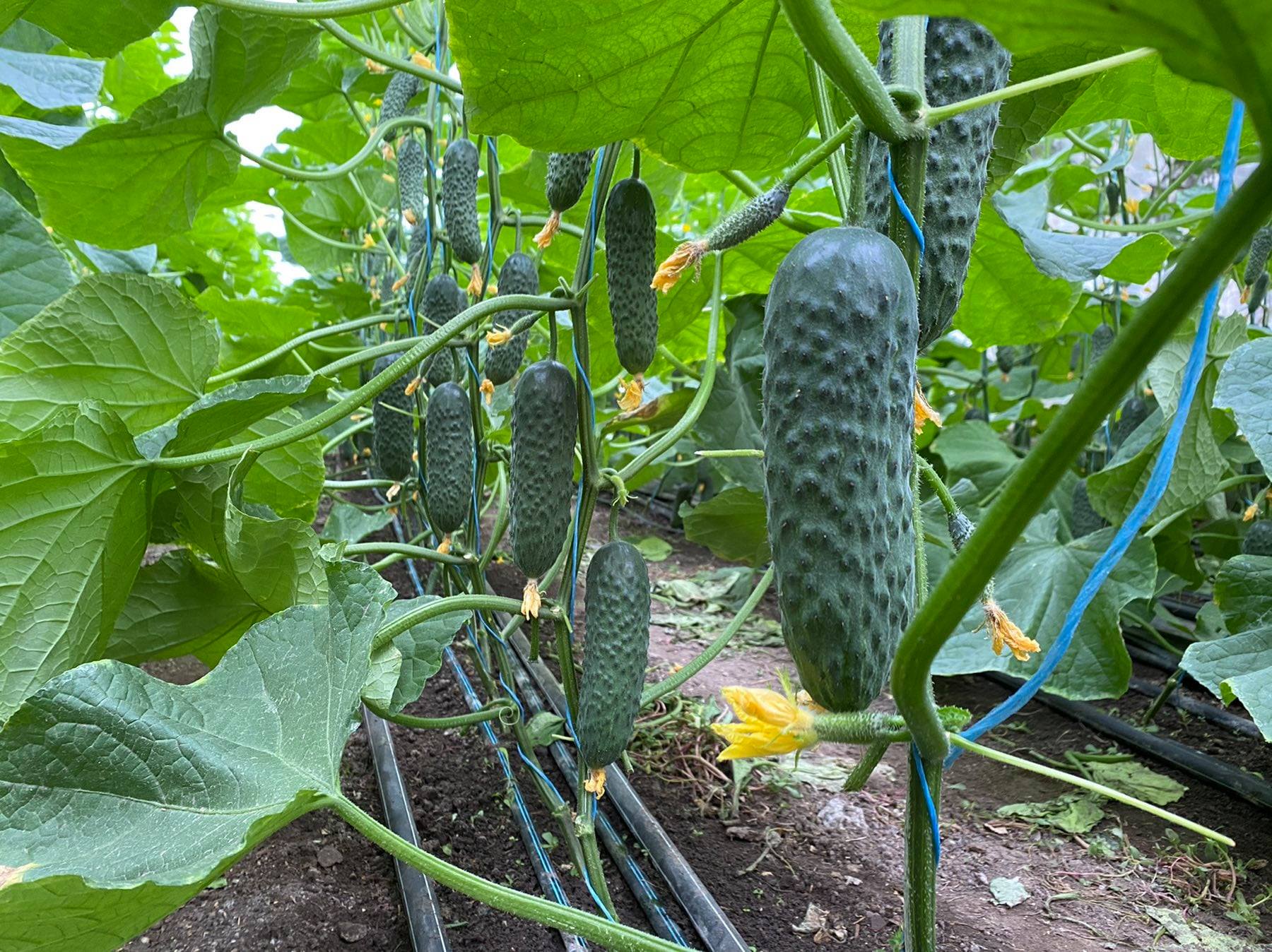 Cucumber Prices Continue to Fall in Ukraine • EastFruit