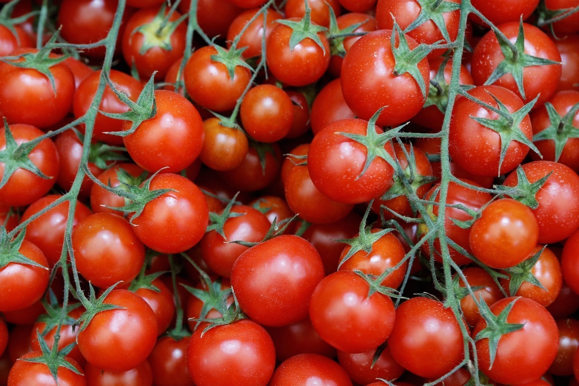 Supply disruptions led to higher prices for imported tomatoes in ...