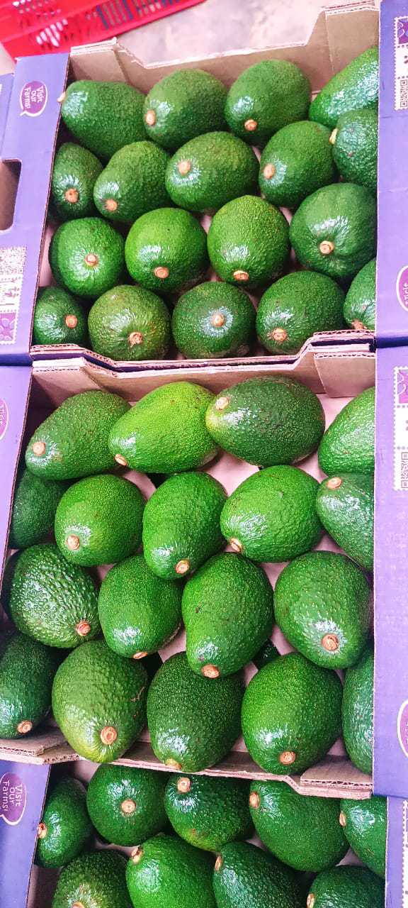 Harvest season for Hass avocado has begun in Kenya - exclusive ...