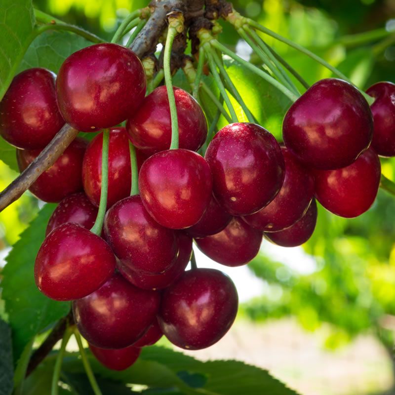 Три нові сорти черешні представили американські селекціонери • EastFruit