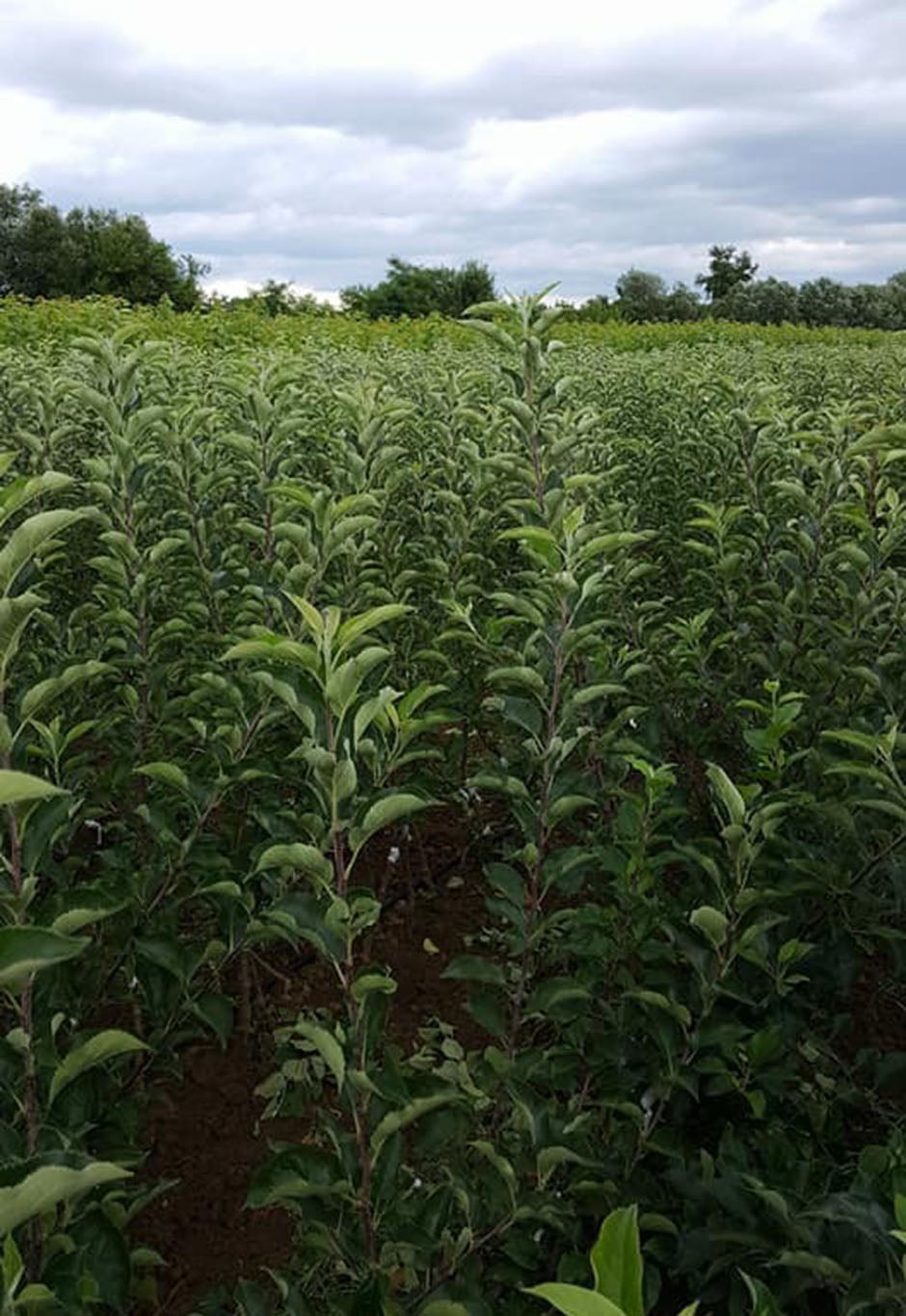 Raspberry seedlings are in the greatest demand, while interest in ...