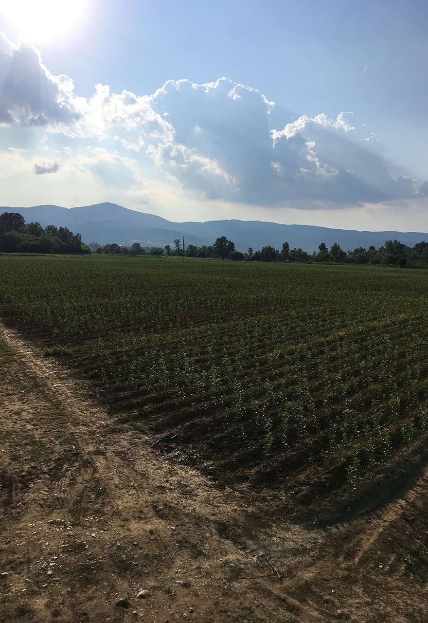 Raspberry seedlings are in the greatest demand, while interest in ...