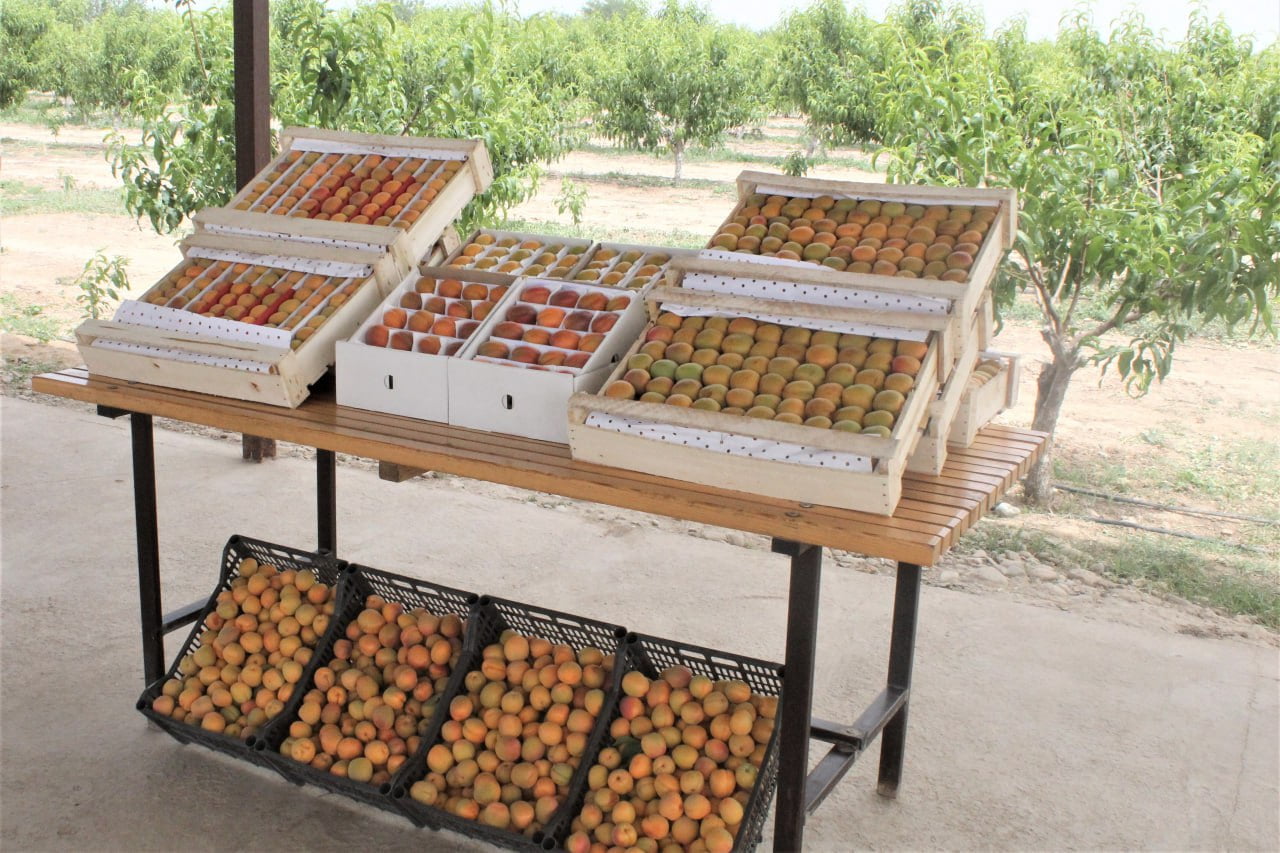 Exports of new crop apricots from the southern regions of Uzbekistan ...