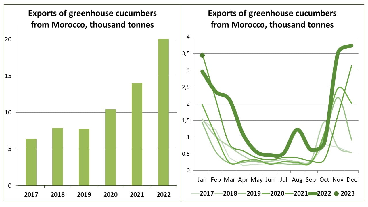 Moroccan cucumber exports have more than tripled in five years! • EastFruit