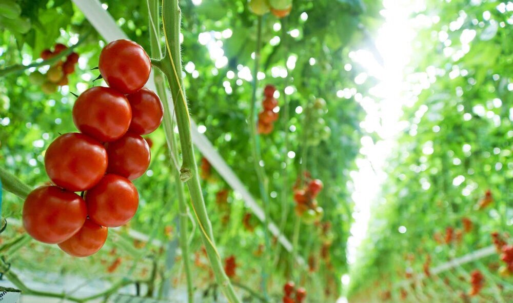 Dutch tomato crop "back to normal" • EastFruit
