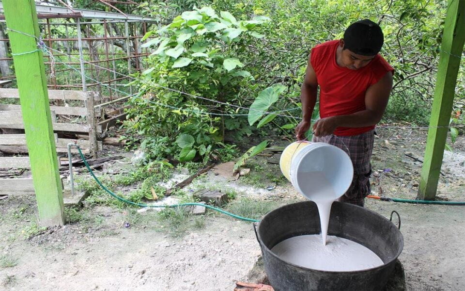 Sapodilla - an exotic “caramel fruit", a building material, and a ...