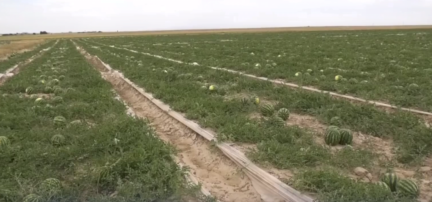 Uzbekistan to exceed 100,000 tons of watermelon exports for the first time • EastFruit