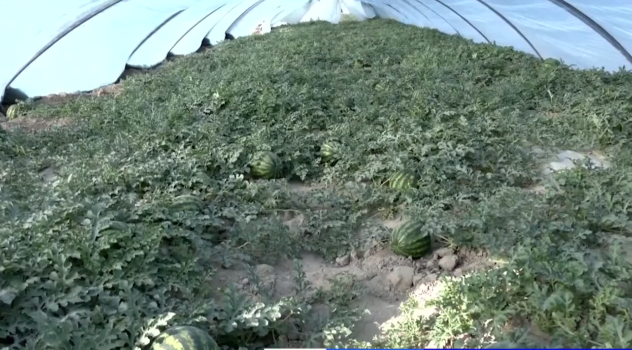 Uzbekistan to exceed 100,000 tons of watermelon exports for the first time • EastFruit