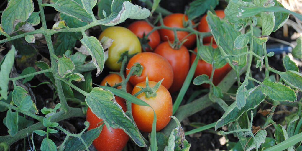 Prosper Africa supports $15.2M investment in Moroccan red fruit and ...