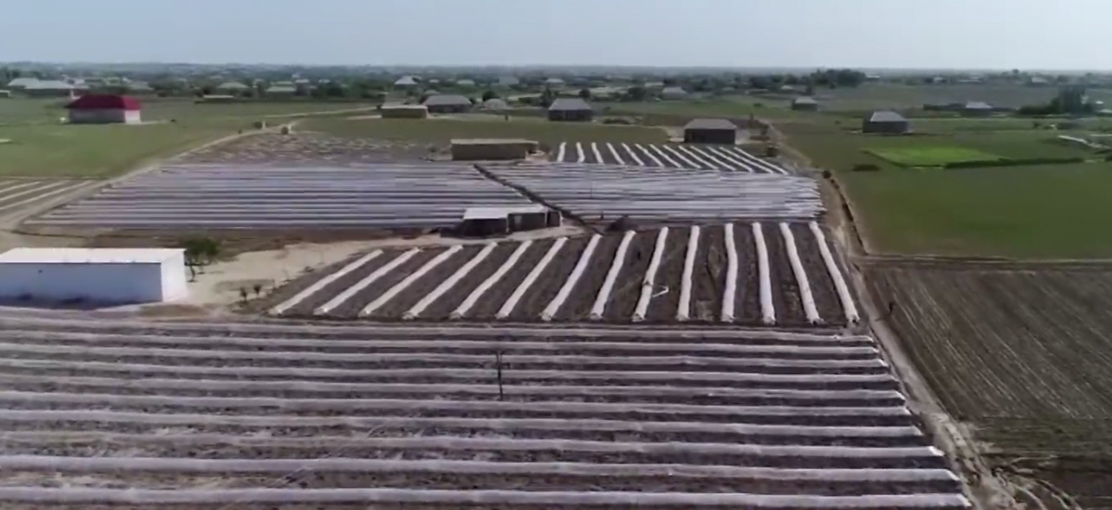 Uzbekistan to exceed 100,000 tons of watermelon exports for the first time • EastFruit