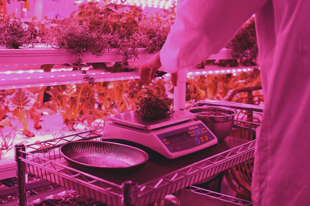 Green uprising: Vertical farming in emerging Europe • EastFruit