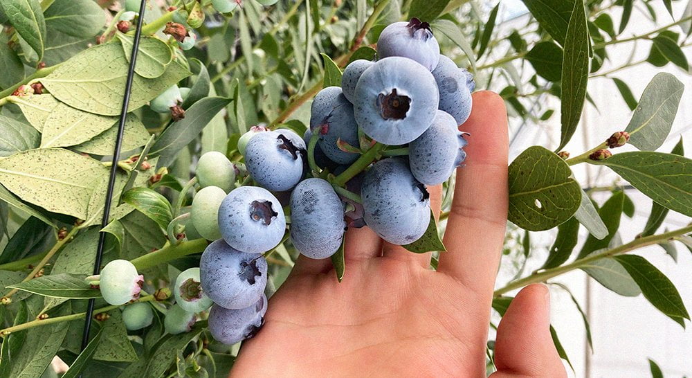 China is the center of the blueberry world • EastFruit