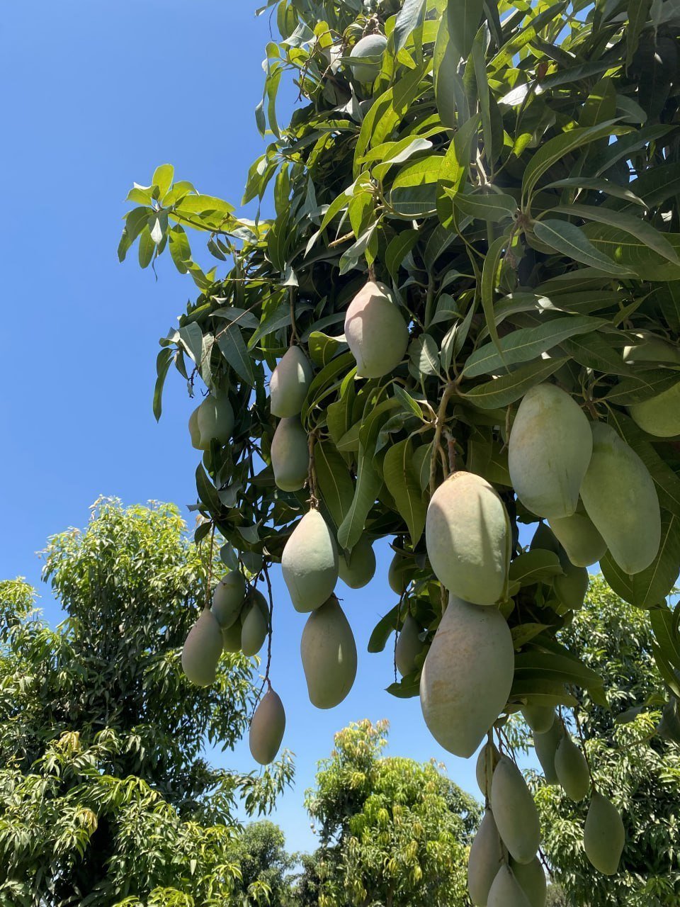 Top 10 fruit & vegetable treasures of Egypt: Part 1 – local mango or ...