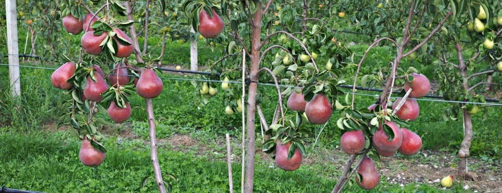 Dutch gardeners are pleased with the first growing season of the new ...