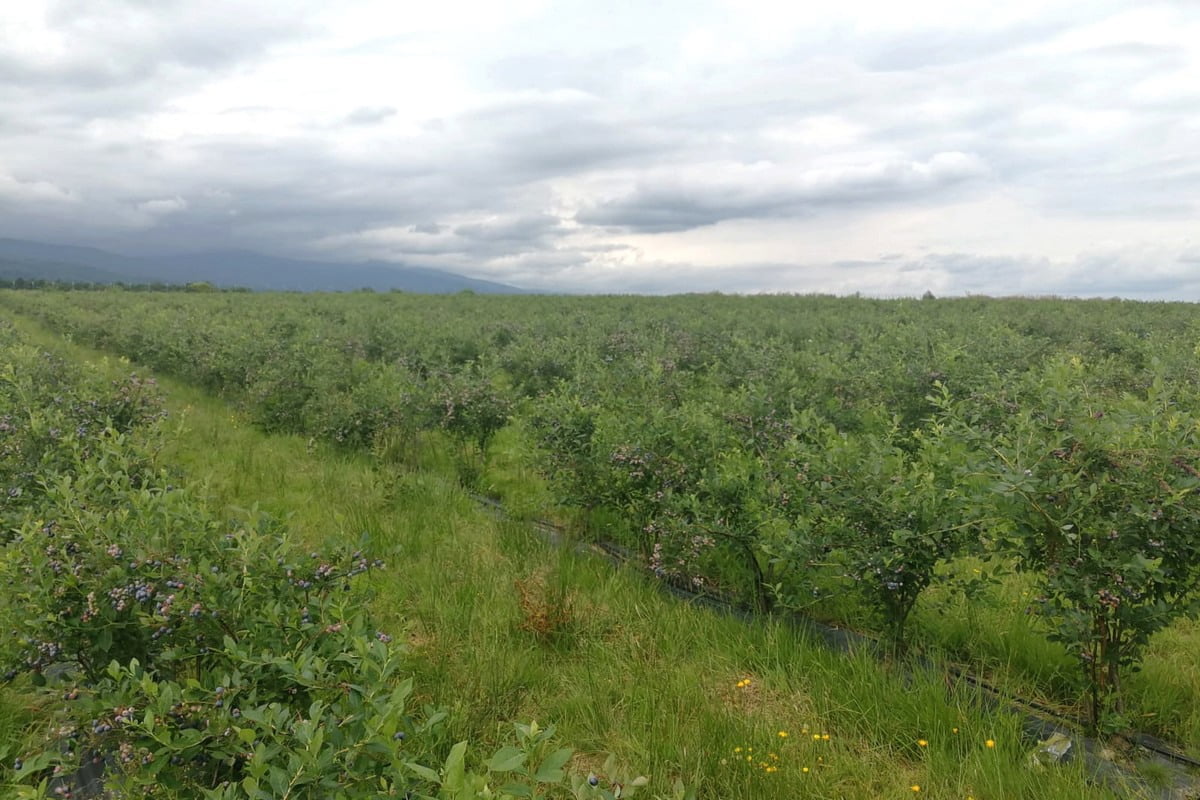 The Spanish company Grupo Clasol bets on berry production in Romania ...