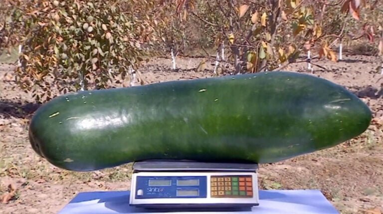 Whose cucumber is the longest in the world? • EastFruit