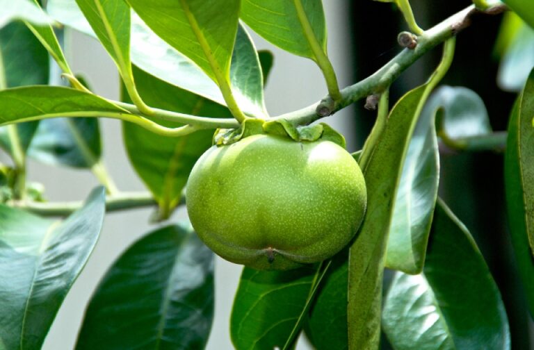 The World's most dangerous fruits and vegetables: EastFruit's Top List ...