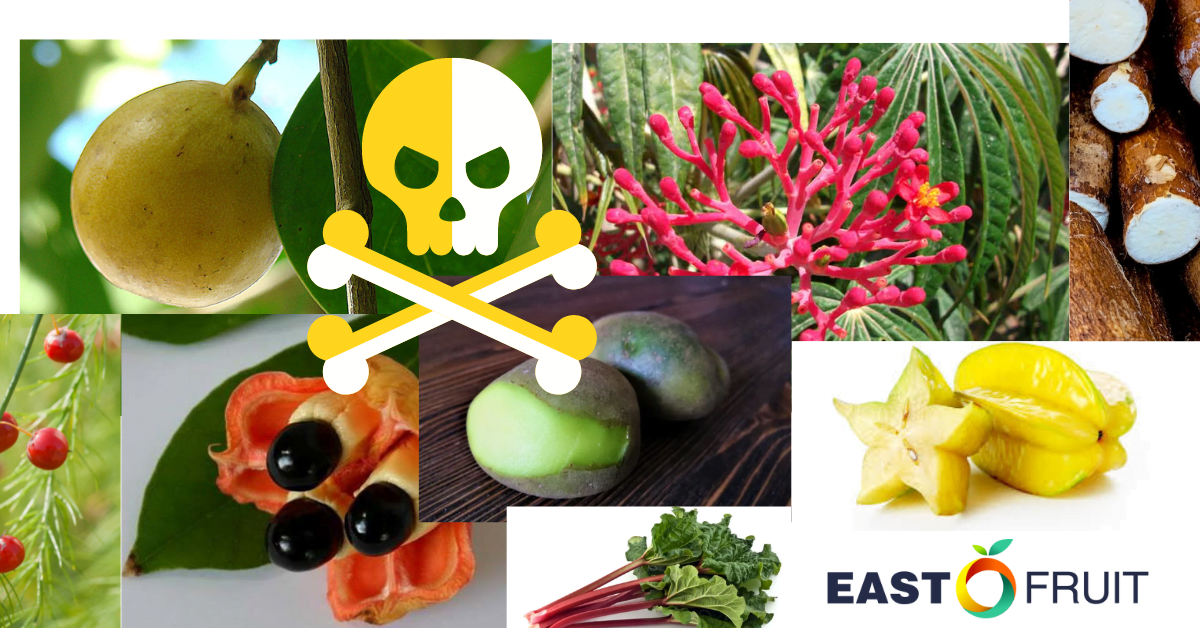 The World's most dangerous fruits and vegetables: EastFruit's Top List • EastFruit
