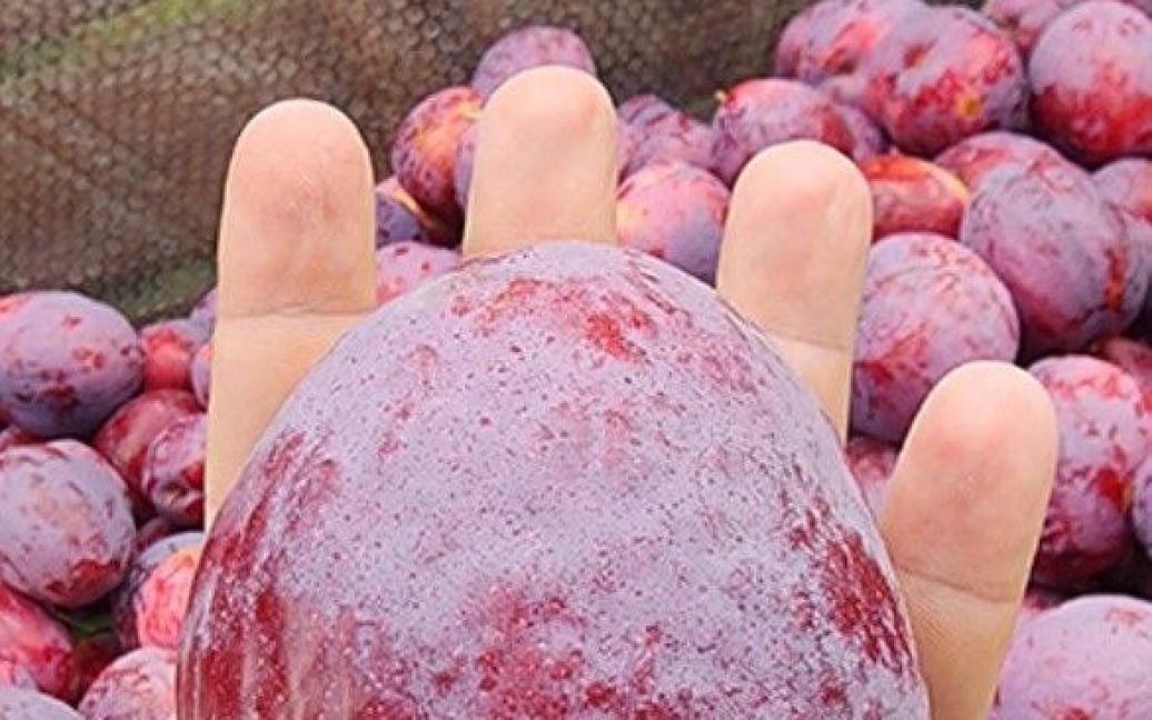 World’s heaviest plum weighing nearly half a kilo grown by South ...