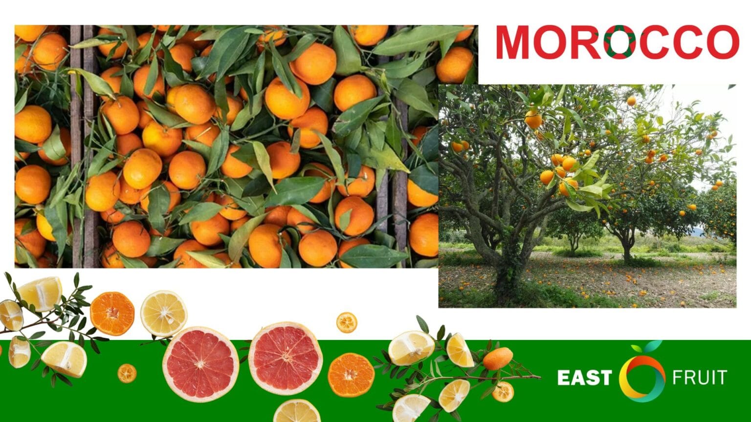 Morocco's Citrus Industry: A Global Powerhouse Fueling Markets with ...