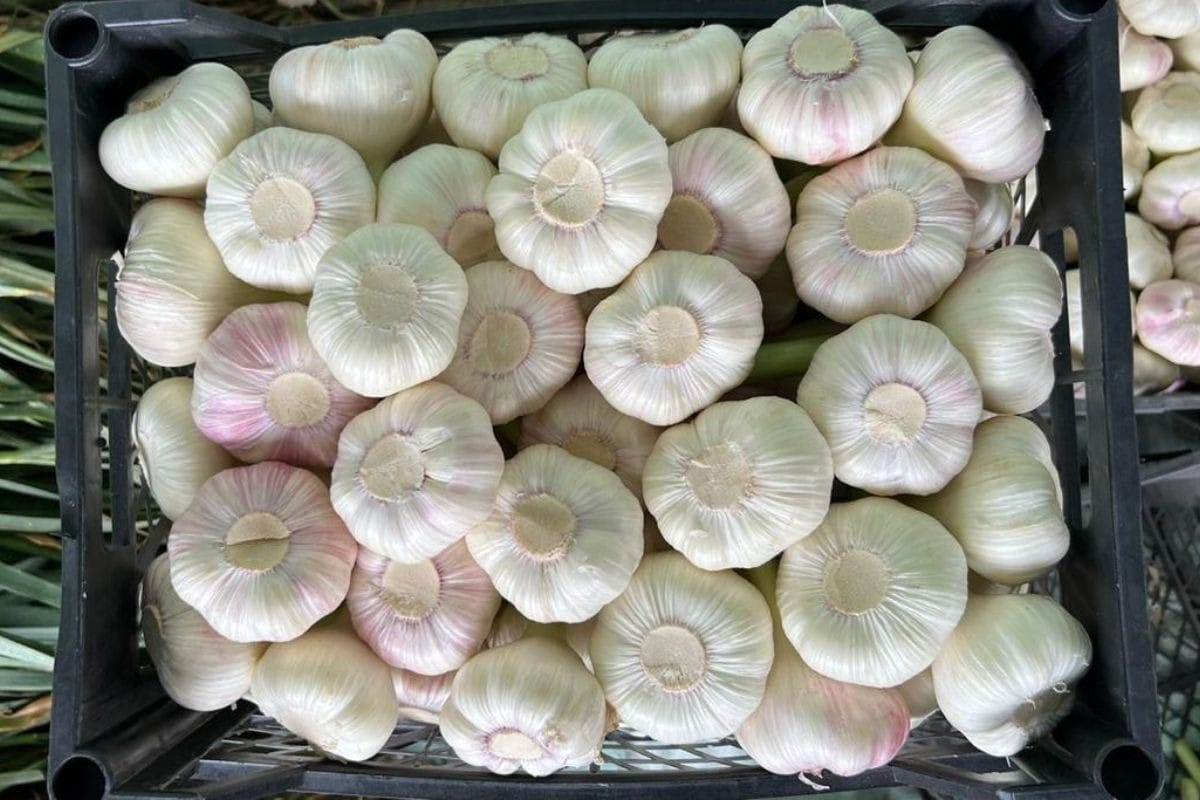 The Egyptian garlic season kicks off • EastFruit