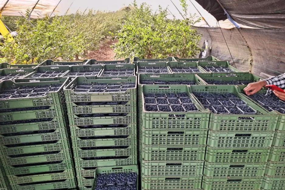 Cool temperatures delay peak harvests of Moroccan blueberries • EastFruit