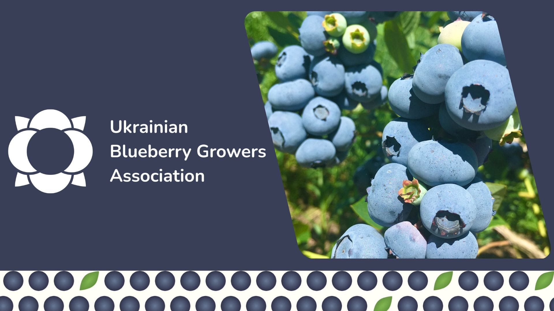 From Ukrainian Fields to Global Markets: Ukrainian Blueberry Producers ...